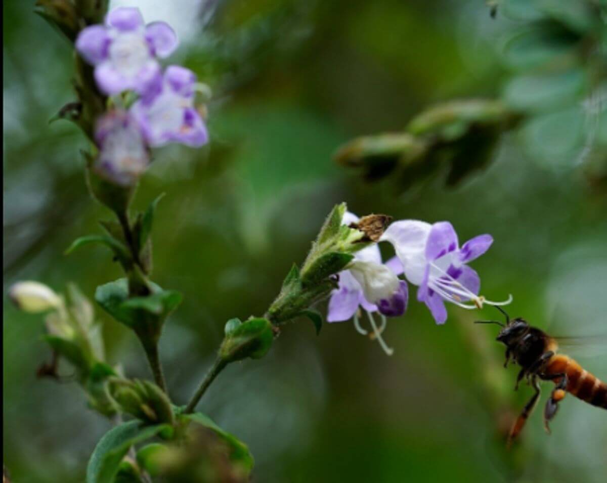 Bees Working Hard - Salute Them | Emassk Global